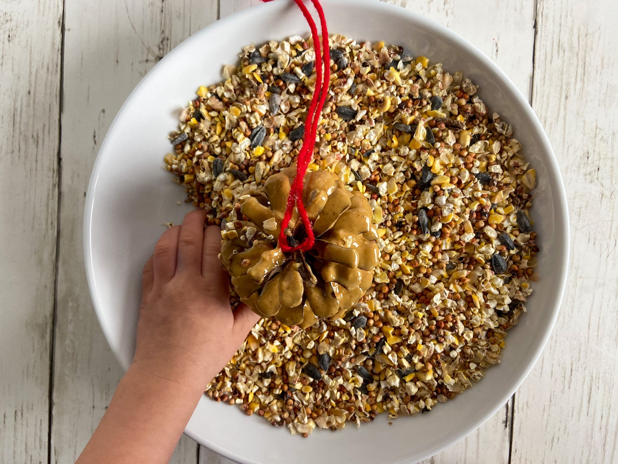 Easy Pine Cone Bird Feeders for Toddlers and Preschoolers - Raising ...