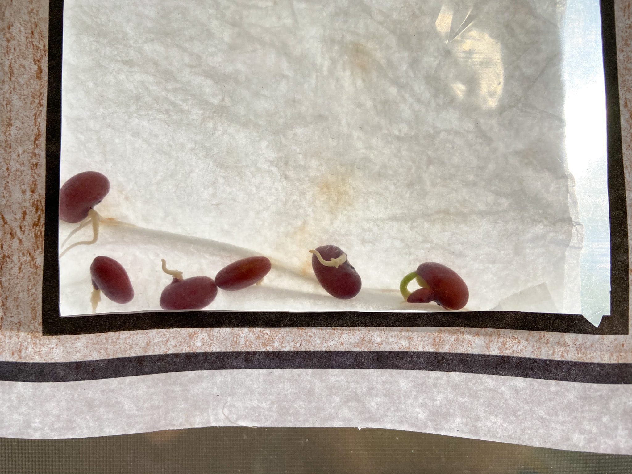 Kid Science: Grow Beans in a Bag with Free Printable - Raising Veggie ...